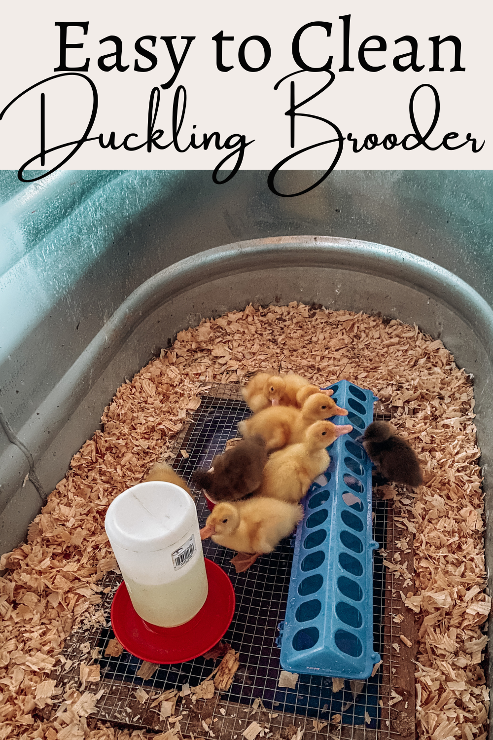 How to set up a duckling brooder for minimal smell and easy clean up